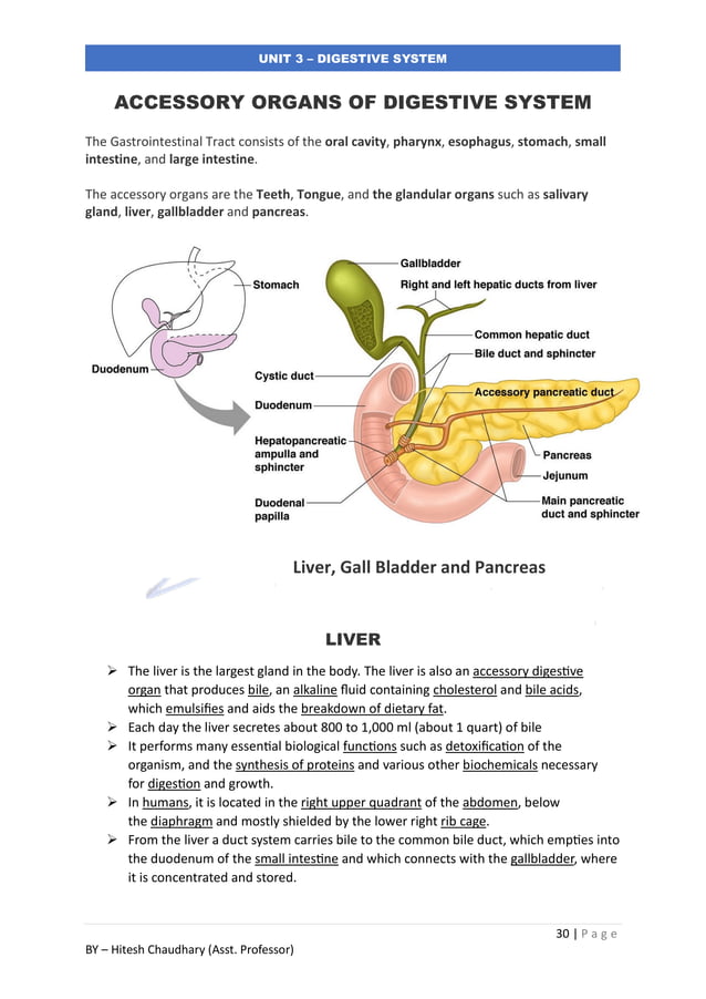 Digestive System - Unit 3 of Anatomy & Physiology for Nursing Students ...