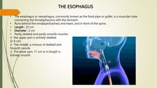 Digestive system (1).pptx