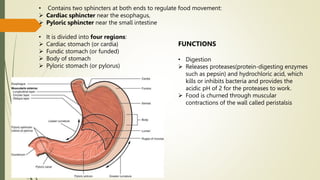 Digestive system (1).pptx