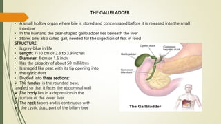 Digestive system (1).pptx