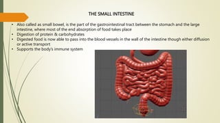 Digestive system (1).pptx