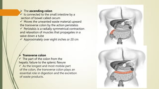 Digestive system (1).pptx