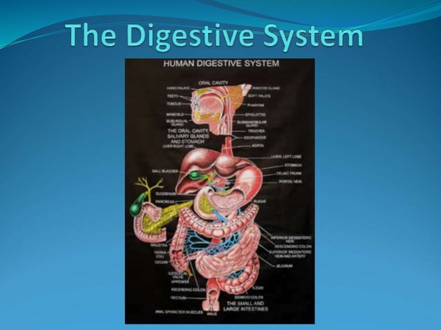 Anatomy - Digestive System (Its Parts and Functions) | PPT | Chemistry | Science