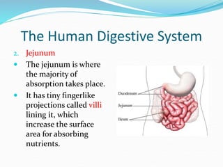 Anatomy - Digestive System (Its Parts and Functions) | PPT