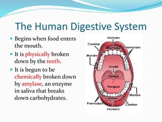 Anatomy - Digestive System (Its Parts and Functions) | PPT