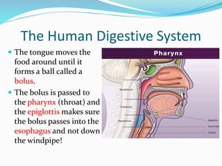 Anatomy - Digestive System (Its Parts and Functions) | PPT
