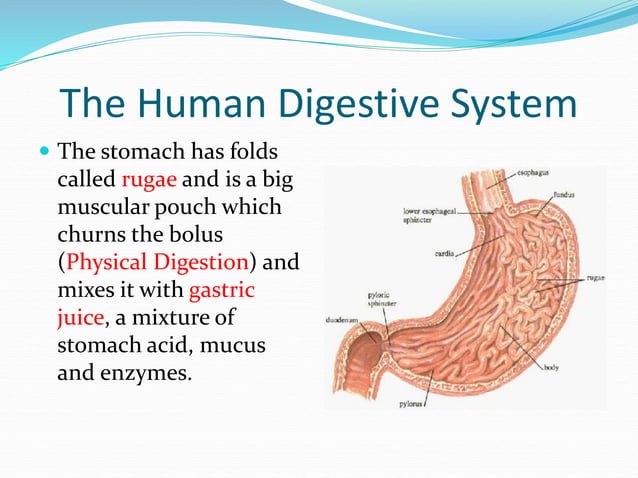 Anatomy - Digestive System (Its Parts and Functions) | PPT | Chemistry | Science