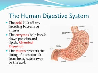 Anatomy - Digestive System (Its Parts and Functions) | PPT
