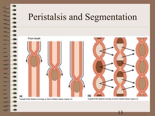 Digestive System for Biology NCEA LEvel 2.pptx