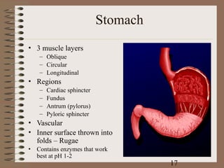 Digestive System for Biology NCEA LEvel 2.pptx