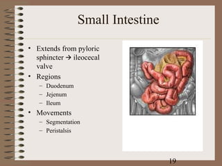 Digestive System for Biology NCEA LEvel 2.pptx