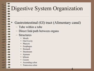 Digestive System for Biology NCEA LEvel 2.pptx