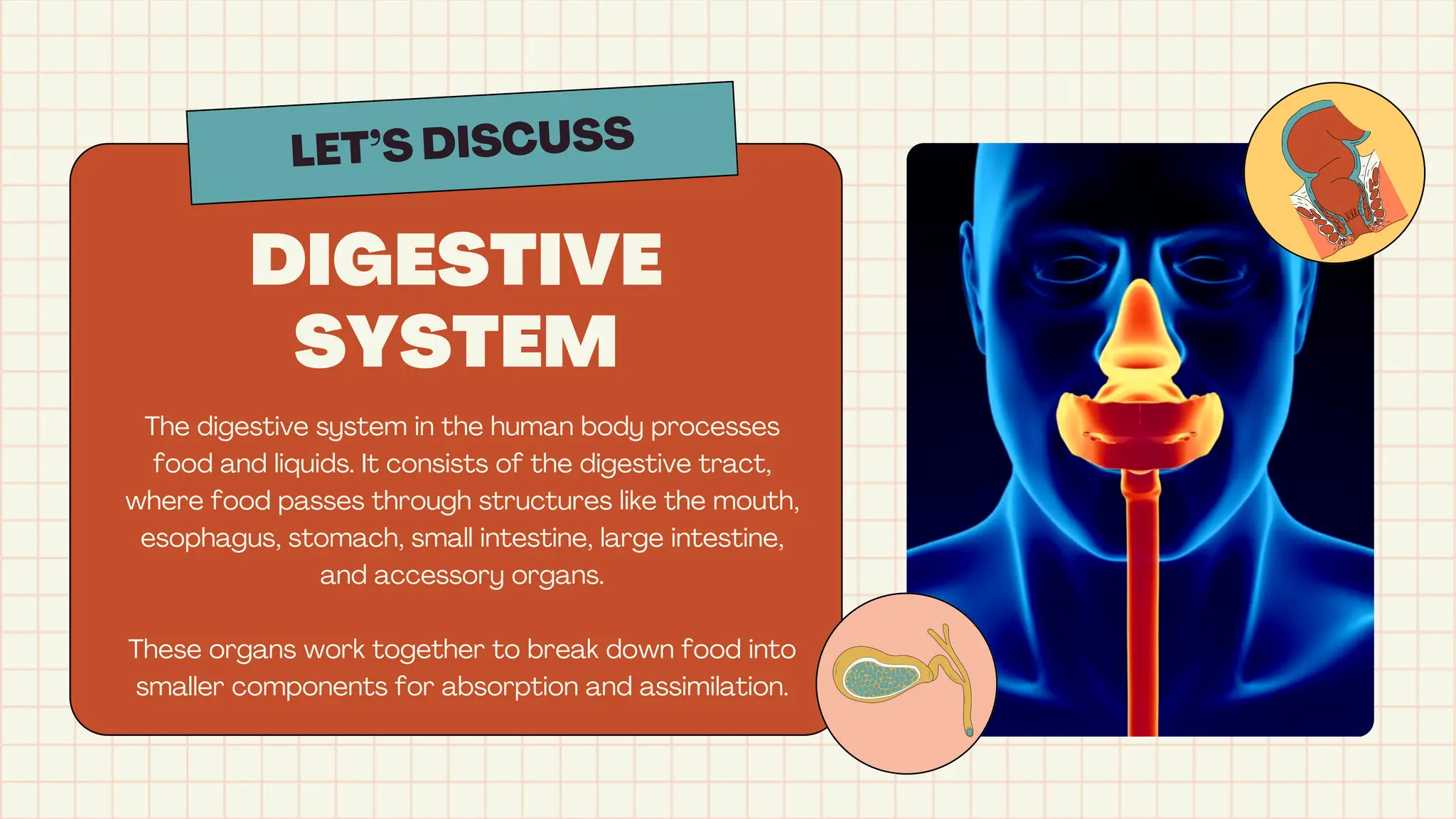 DIGESTIVE SYSTEM; its parts and functions | PDF