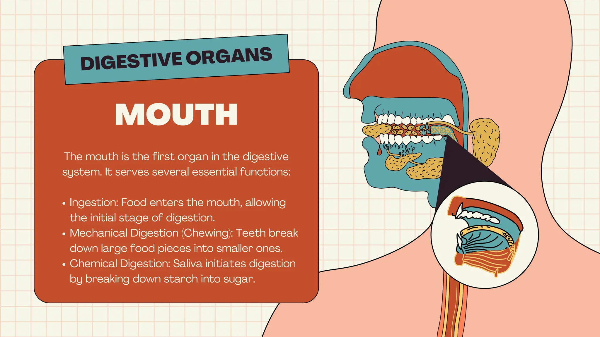 DIGESTIVE SYSTEM; its parts and functions | PDF