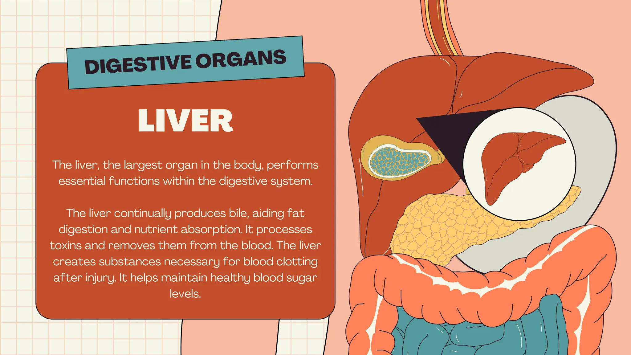 DIGESTIVE SYSTEM; its parts and functions | PDF