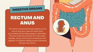 DIGESTIVE SYSTEM; its parts and functions | PDF