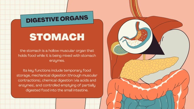 DIGESTIVE SYSTEM; its parts and functions | PDF