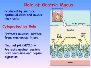 Human GI tract Digestive System Part 1.ppt