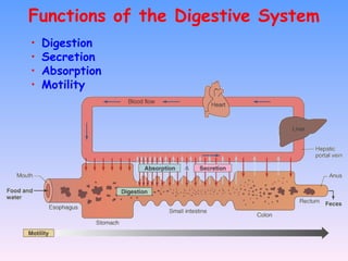 Human GI tract Digestive System Part 1.ppt