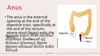 Digestive System basics knowladge for nursing care assistant students ...