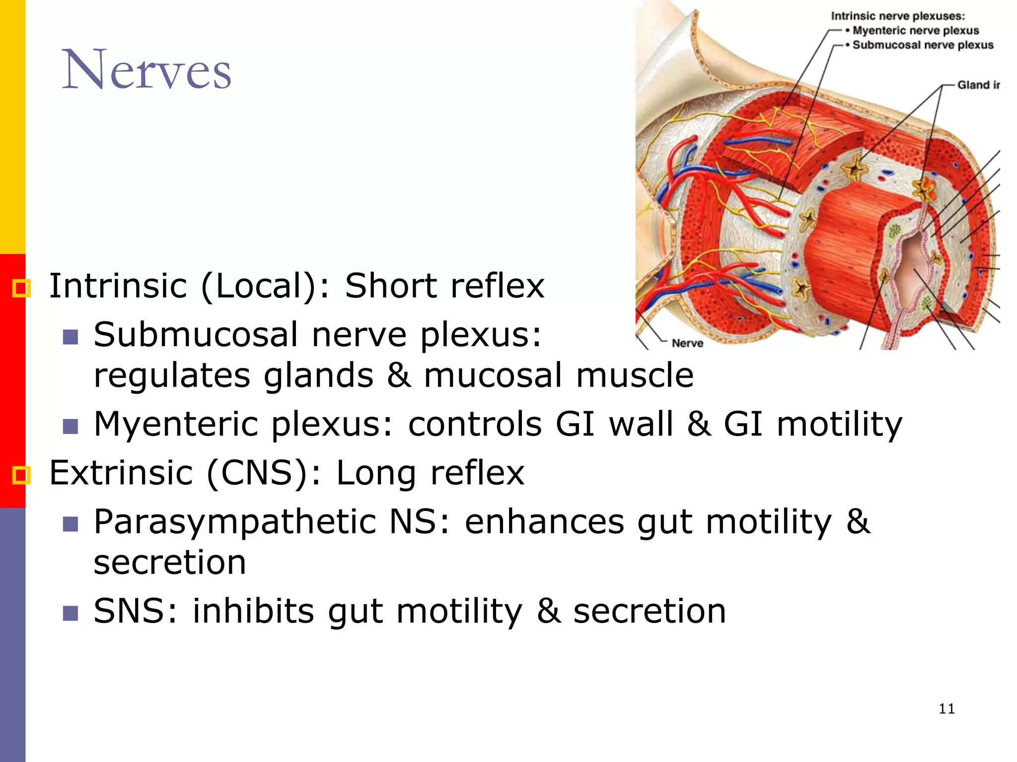 Digestive system (1) (1)_042113.ppt