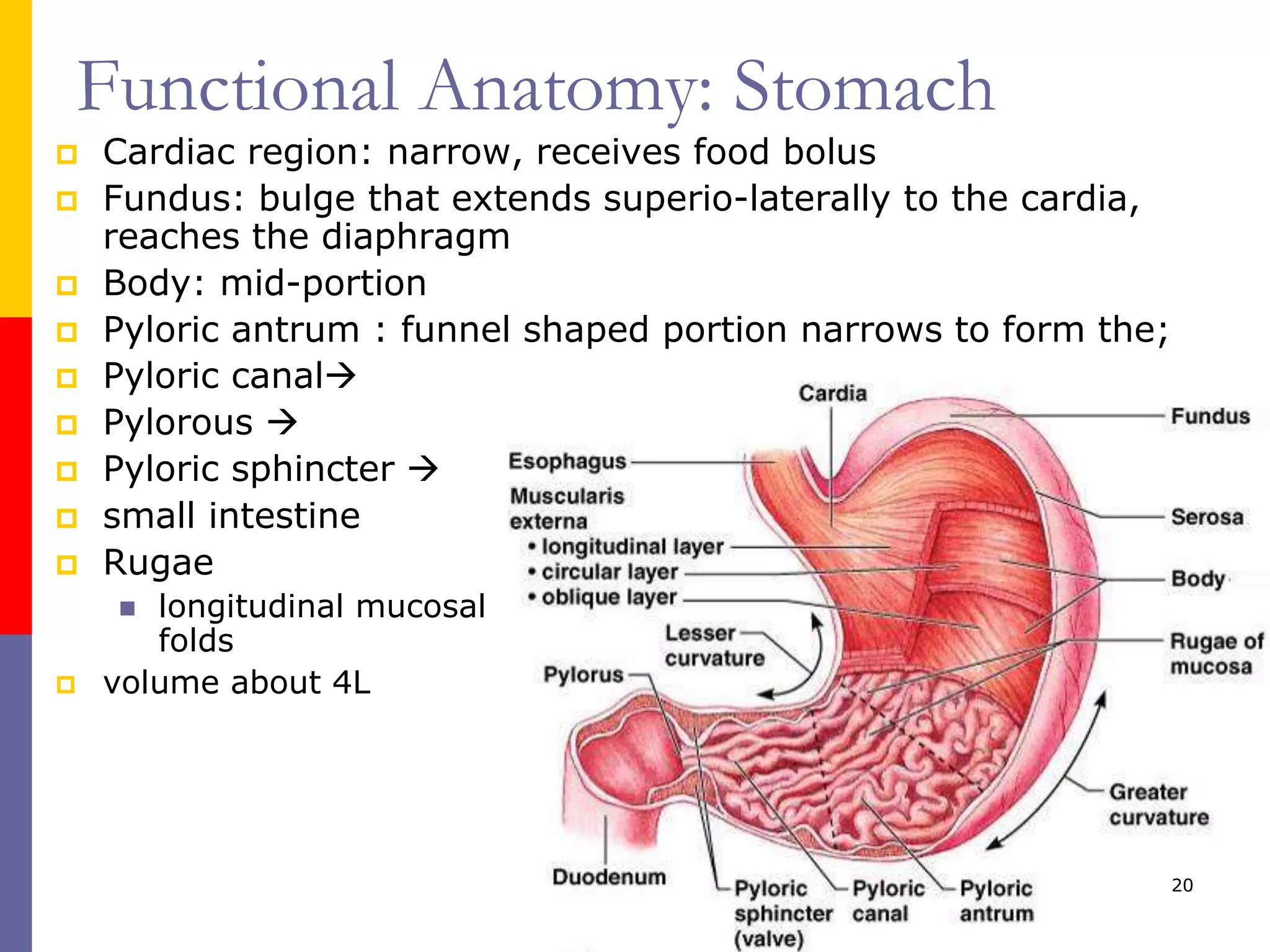 Digestive system (1) (1)_042113.ppt