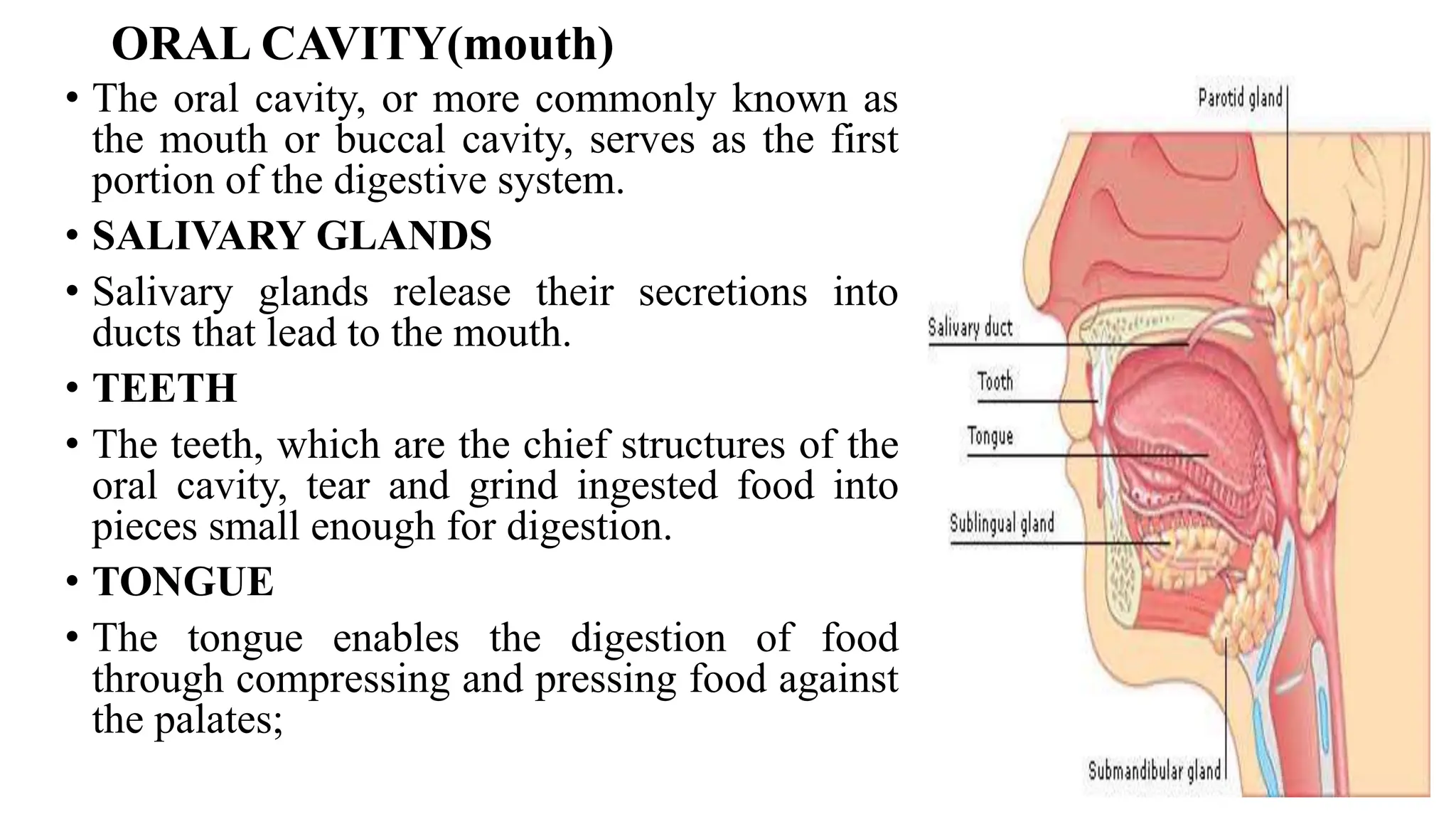 DIGESTIVE SYSTEM 120739 pm_0174e3 125241 pm_4b53bf.pptx