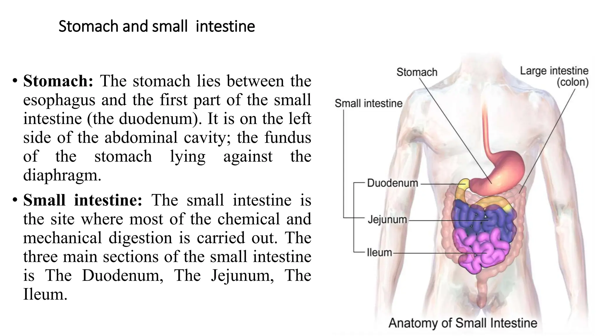 DIGESTIVE SYSTEM 120739 pm_0174e3 125241 pm_4b53bf.pptx