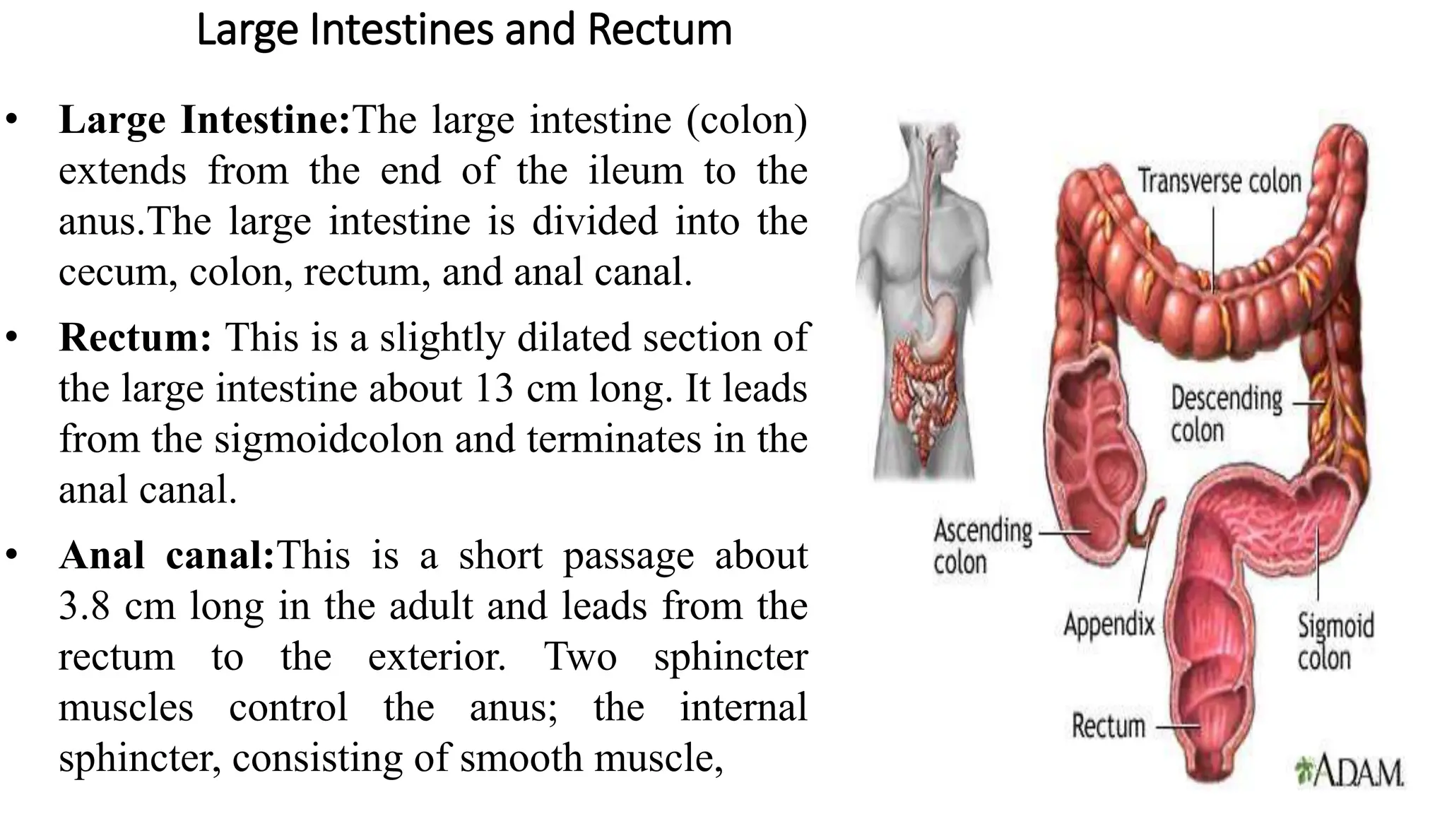DIGESTIVE SYSTEM 120739 pm_0174e3 125241 pm_4b53bf.pptx