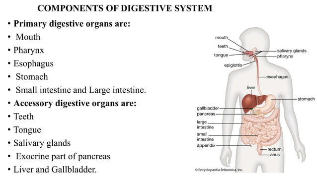 DIGESTIVE SYSTEM 120739 pm_0174e3 125241 pm_4b53bf.pptx | Digestive ...