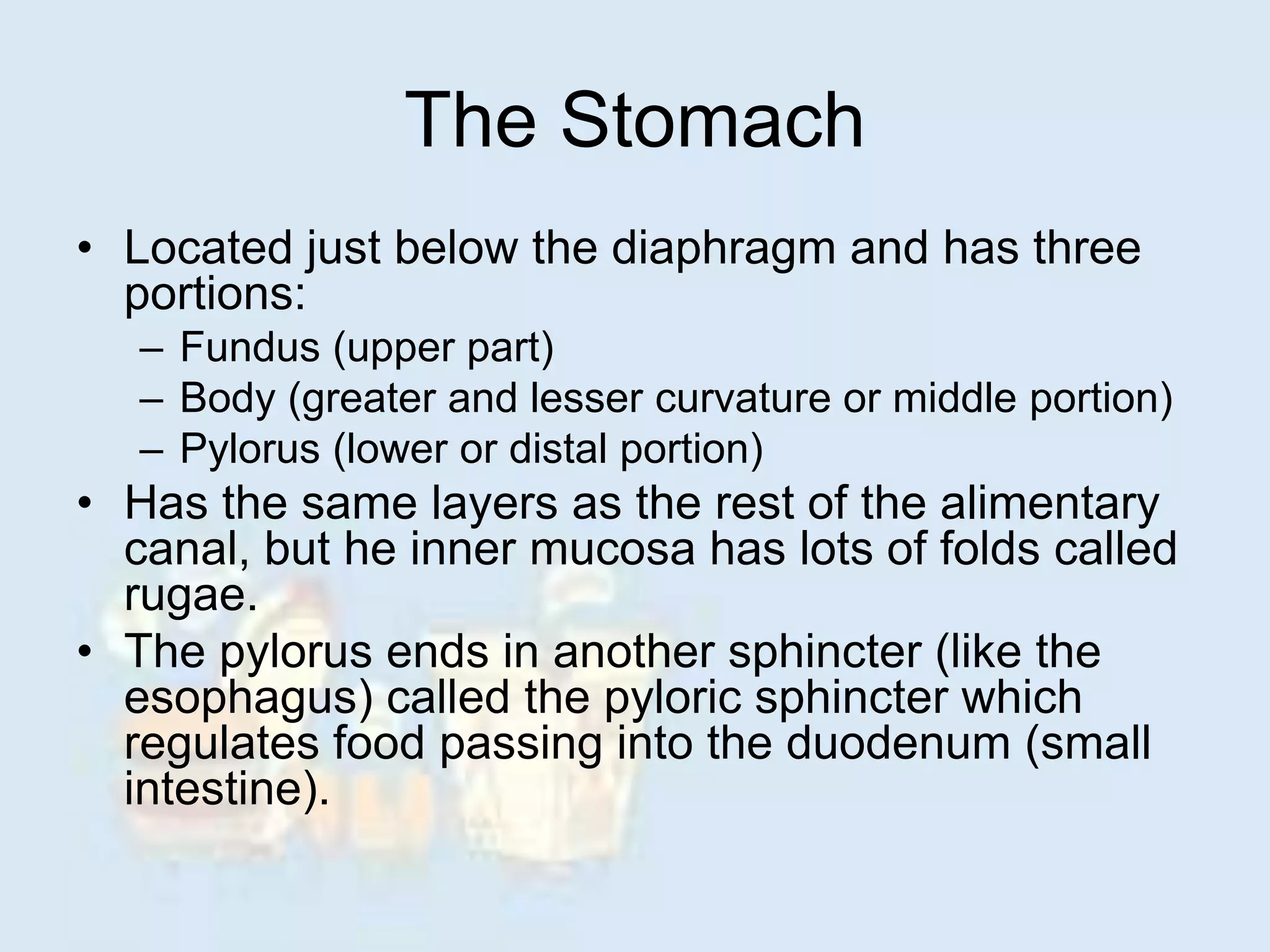 Digestive system 1 ehs unit 6 | PPTX