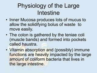 Digestive system 1 ehs unit 6 | PPTX