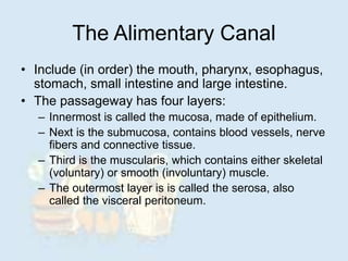 Digestive system 1 ehs unit 6 | PPTX