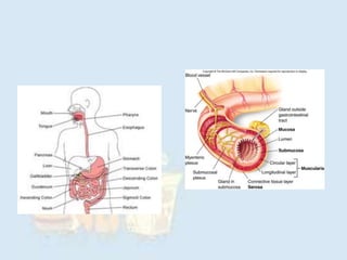 Digestive system 1 ehs unit 6 | PPTX