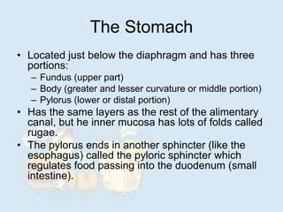 Digestive system 1 ehs unit 6 | PPTX