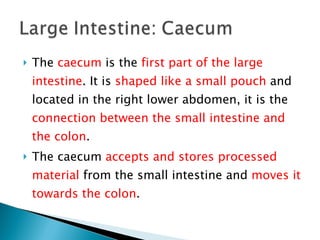 Digestive system 2 | PPT