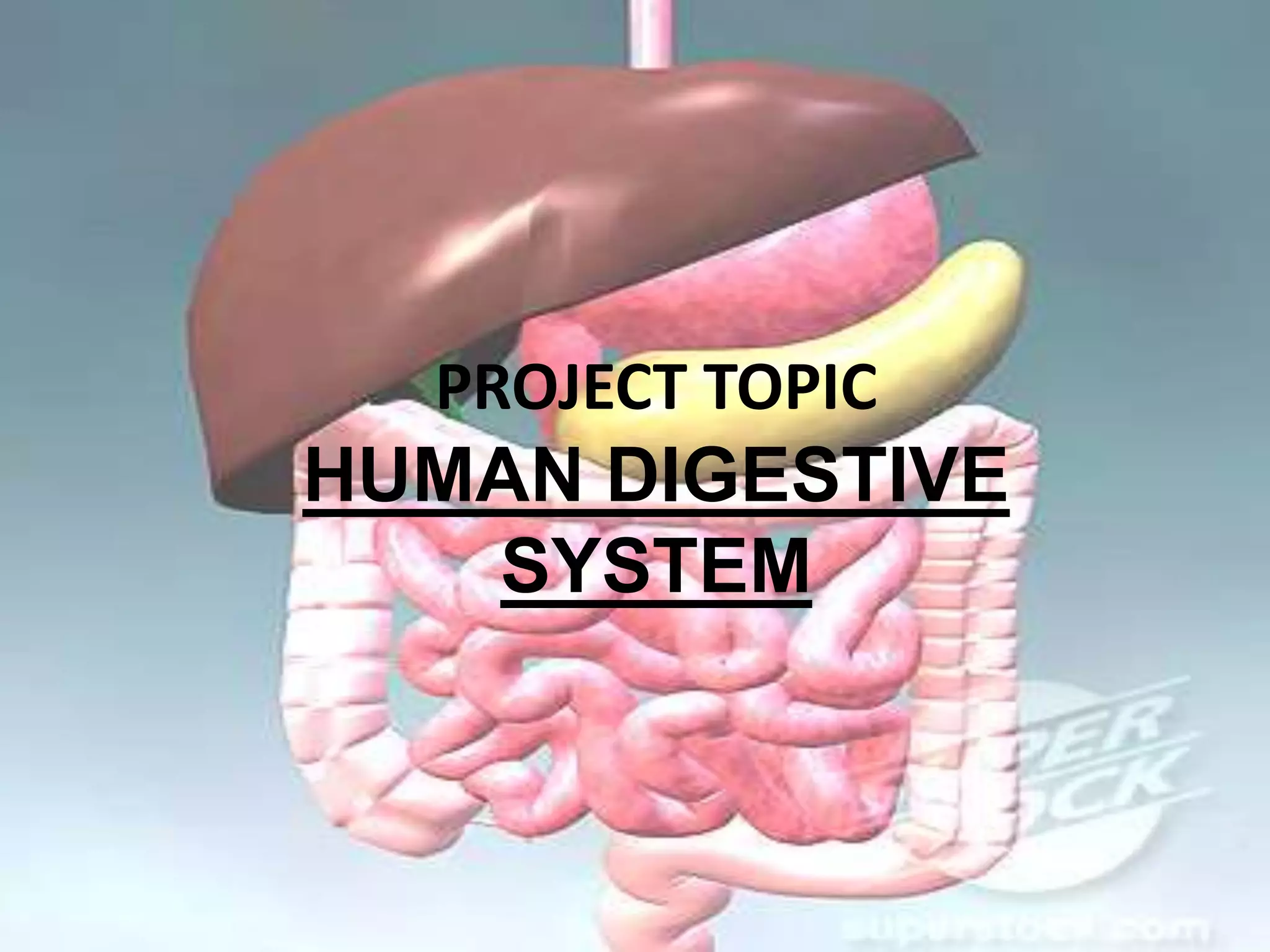 Digestive system | PPTX