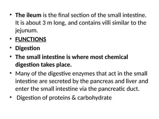 digestive system anatomy ptz2p00(2).pptx