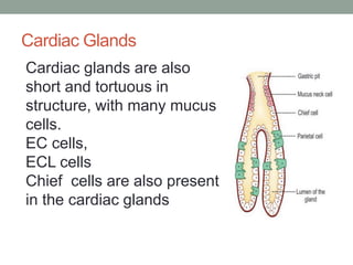 DIGESTIVE SYSTEM | PPTX