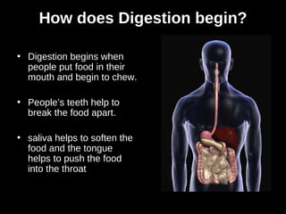 Digestive System22 | PPT