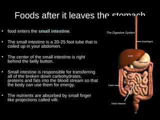 Digestive System22 | PPT