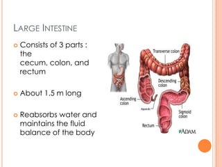 Digestive system2 final copy | PPTX | Chemistry | Science