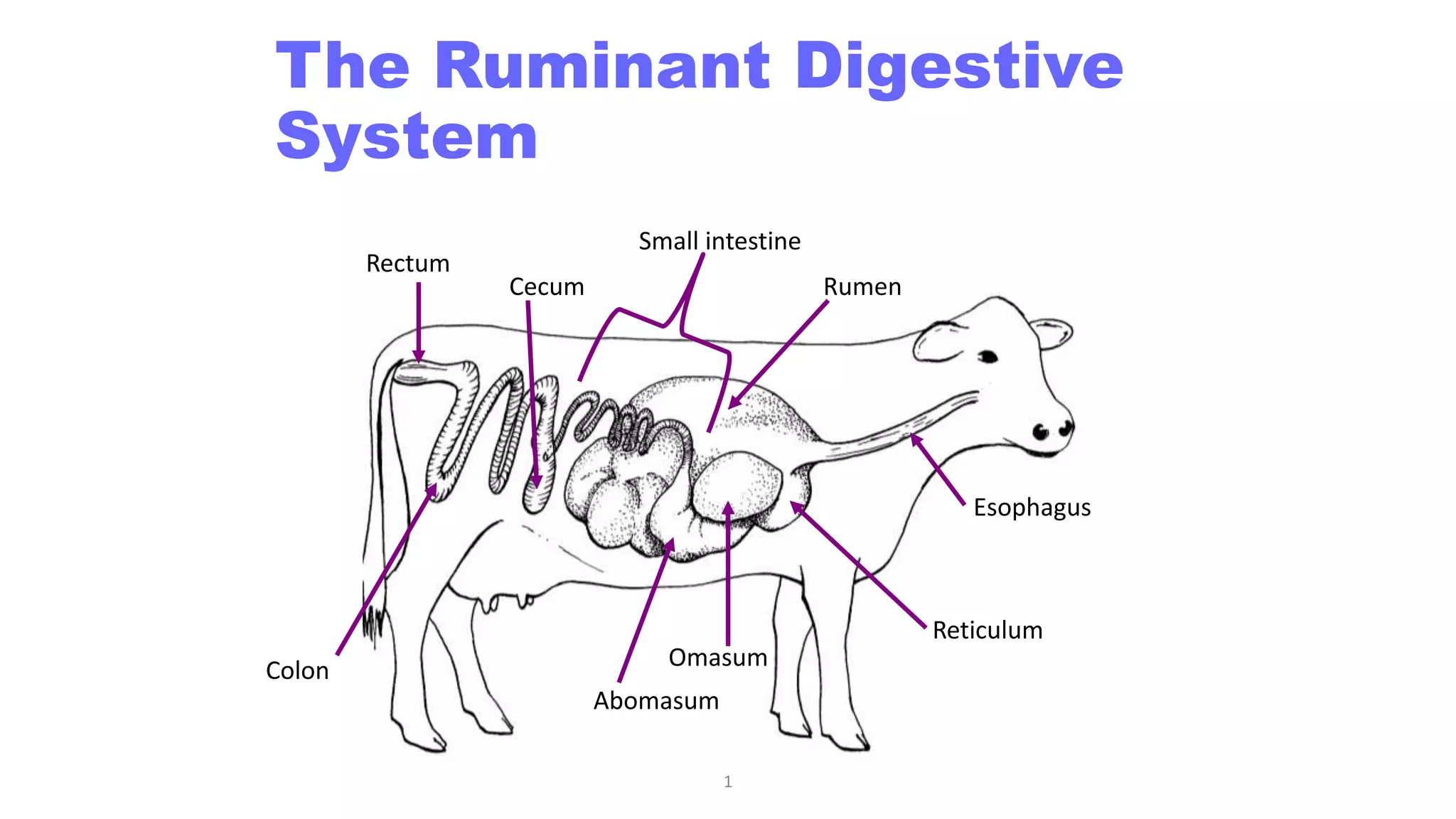 Digestive system 2nd | PPTX