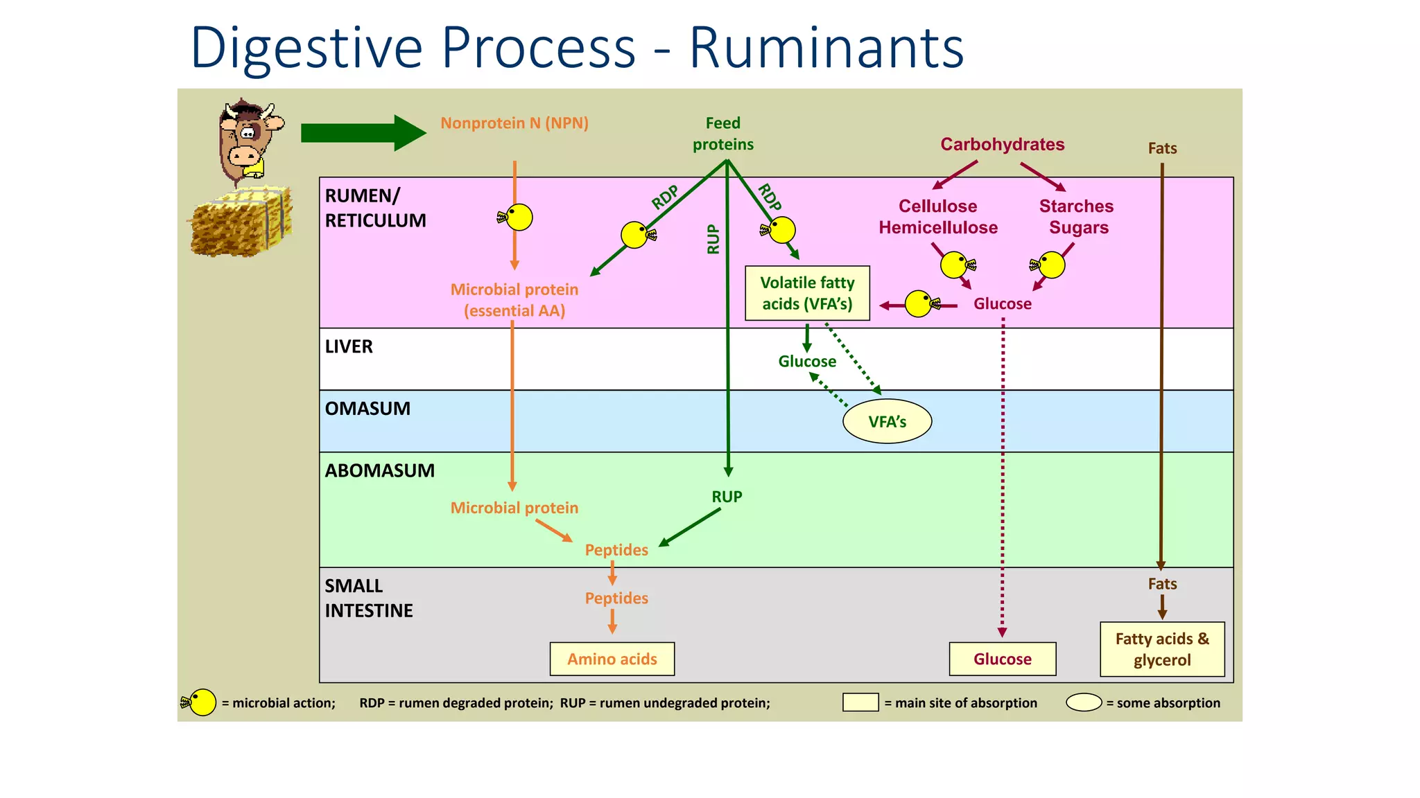 Digestive system 2nd | PPTX