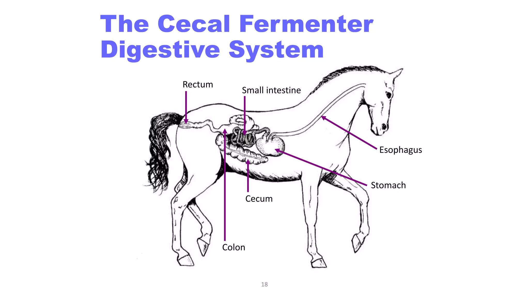 Digestive system 2nd | PPTX