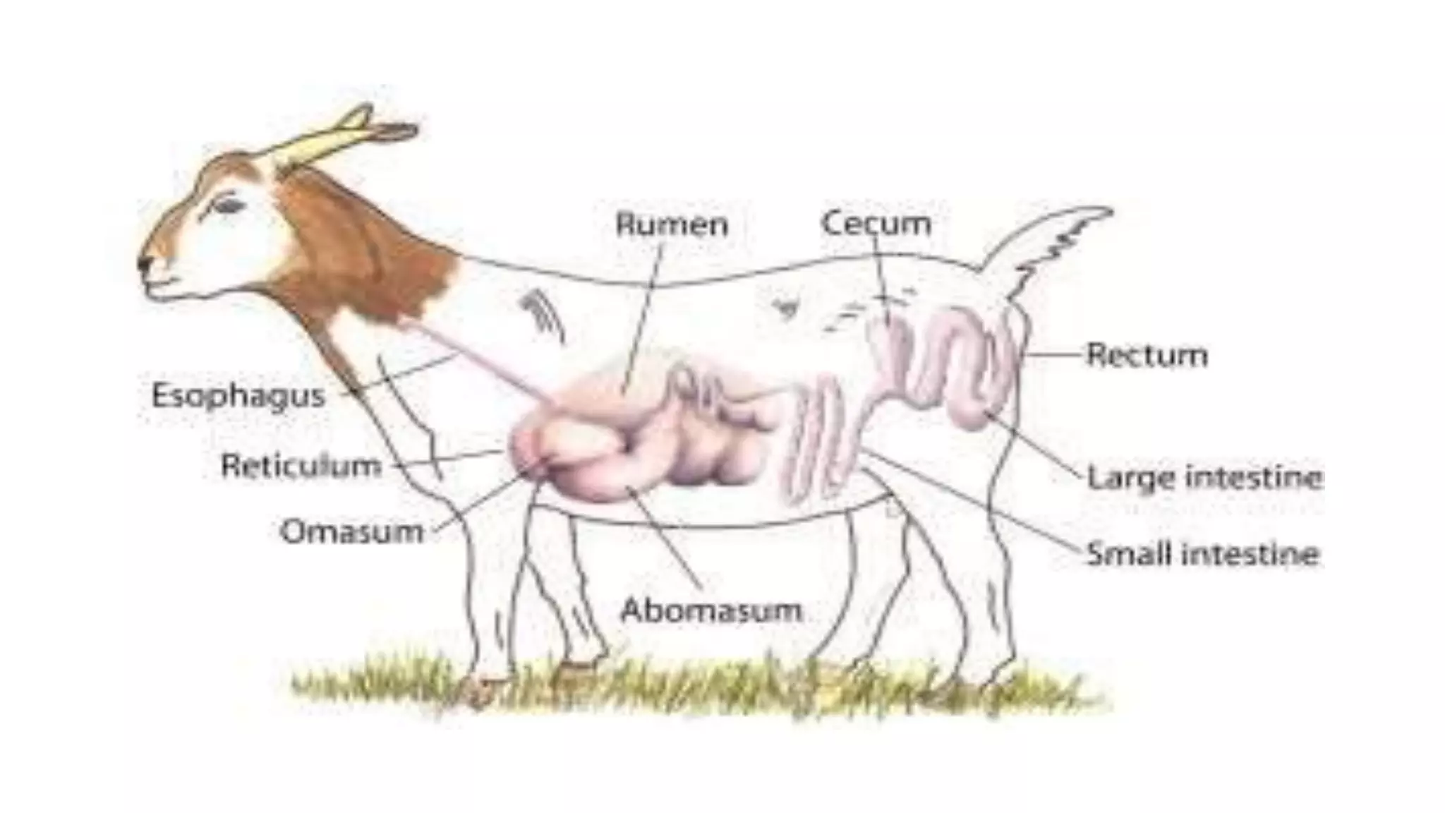 Digestive system 2nd | PPTX