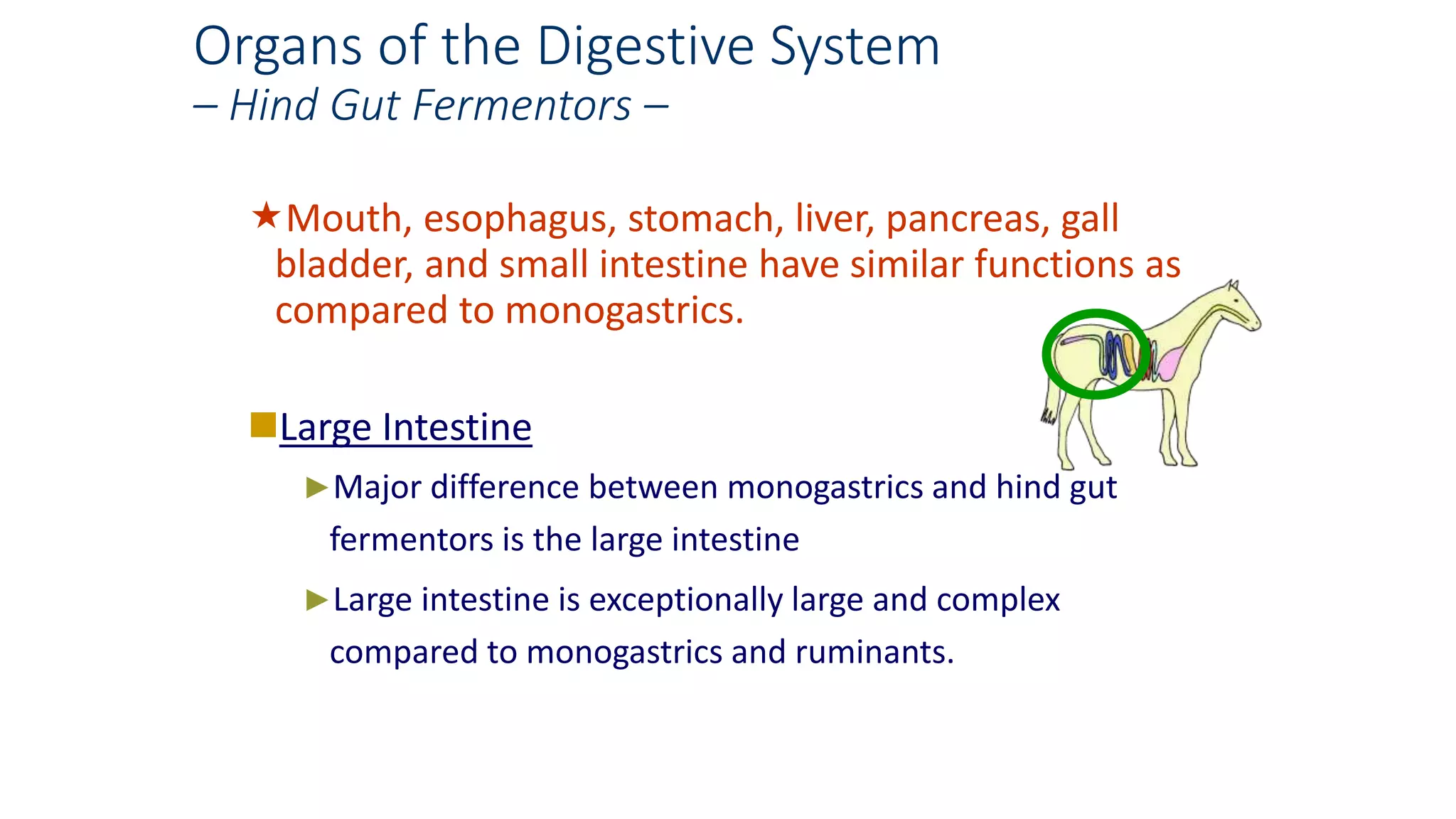 Digestive system 2nd | PPTX