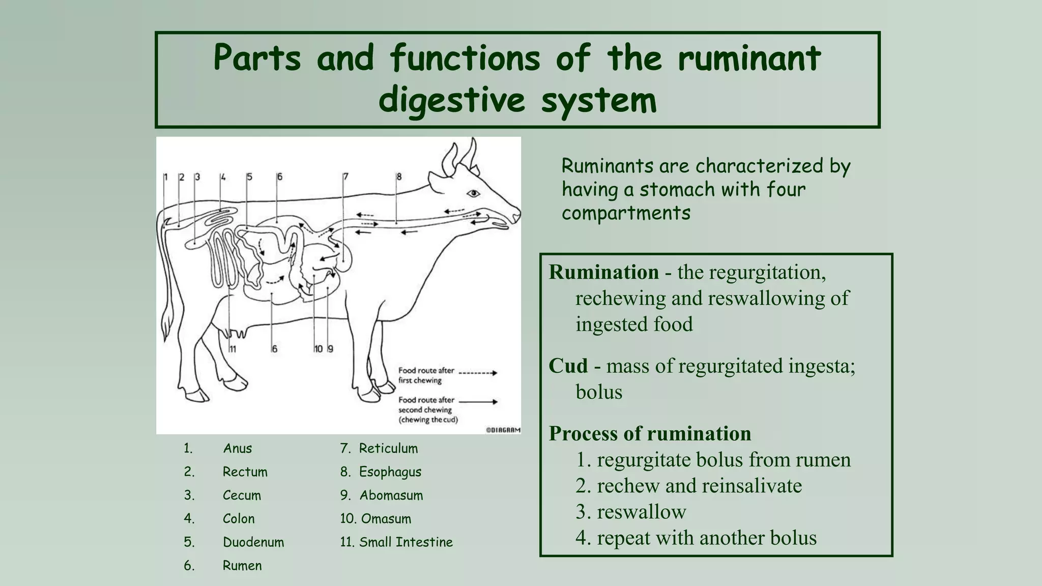 Digestive system 2nd | PPTX