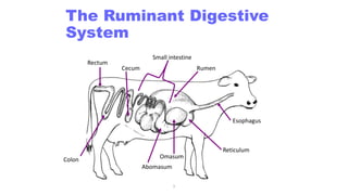 Digestive system 2nd | PPTX