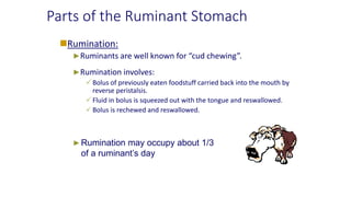 Digestive system 2nd | PPTX